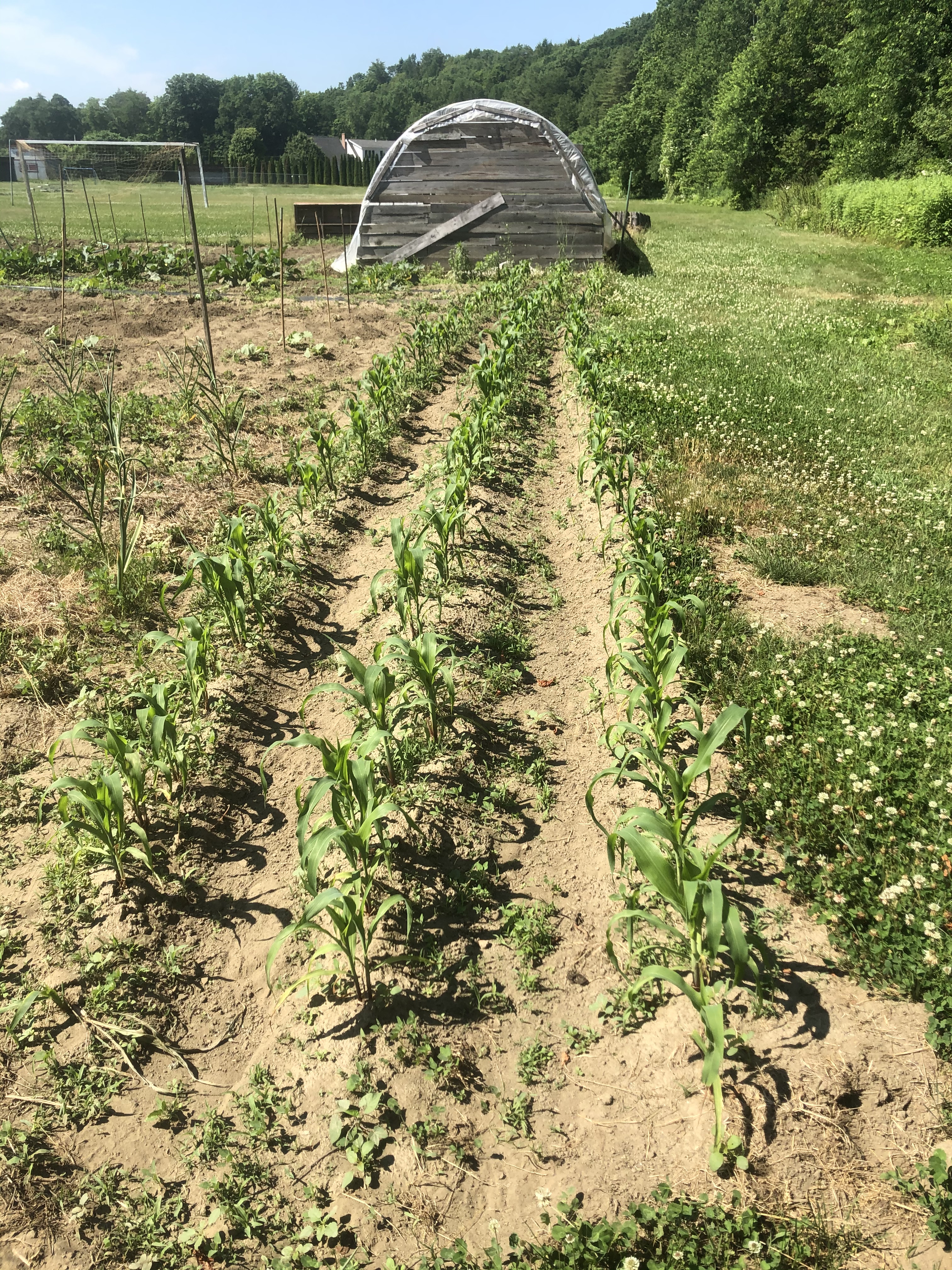 Vermont School Garden | A visit to a Vermont public school garden ...